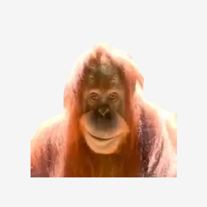 Monke - Team Profile | OPL